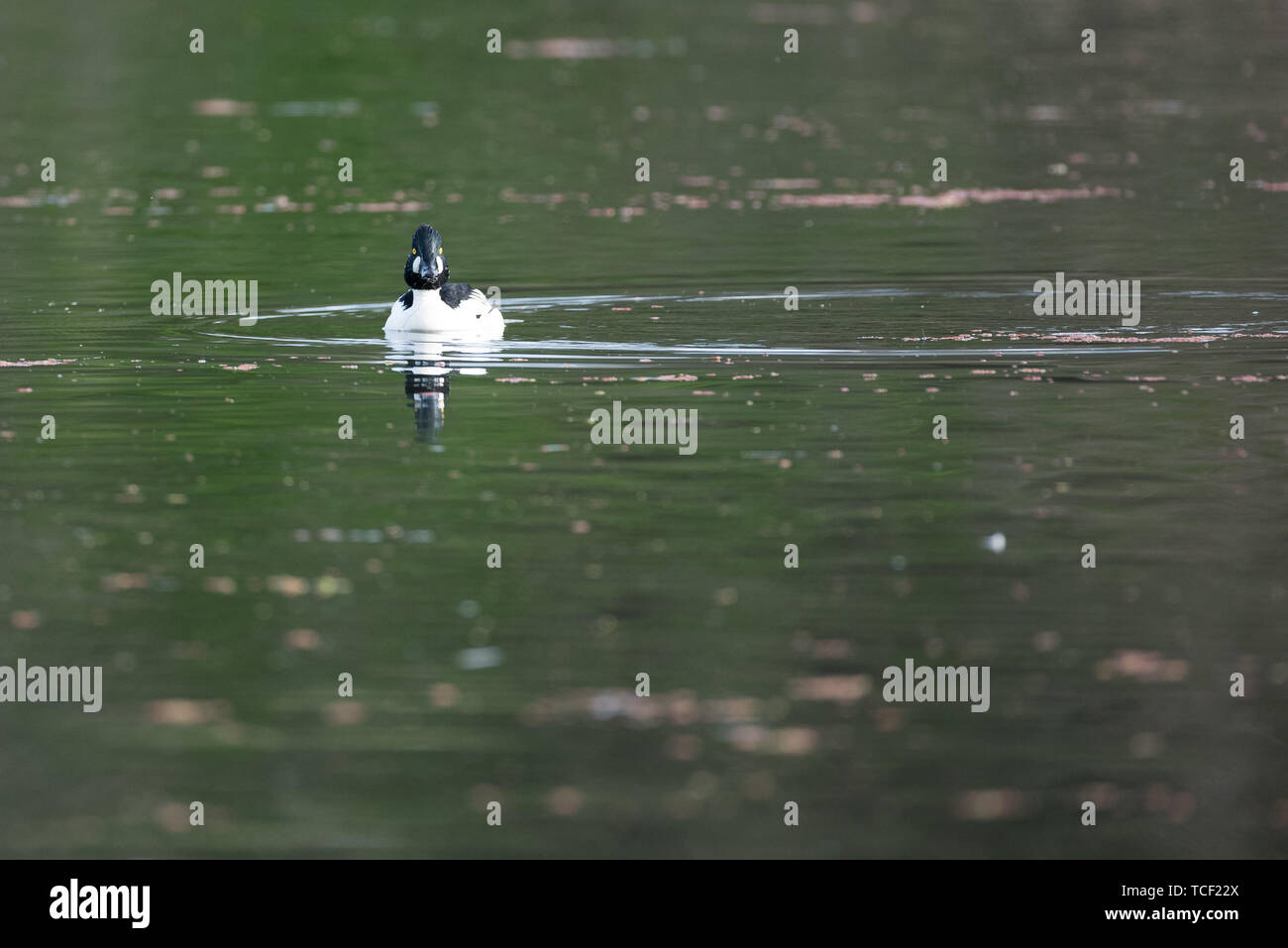 View of single duck with black and white plumage floating in water ...