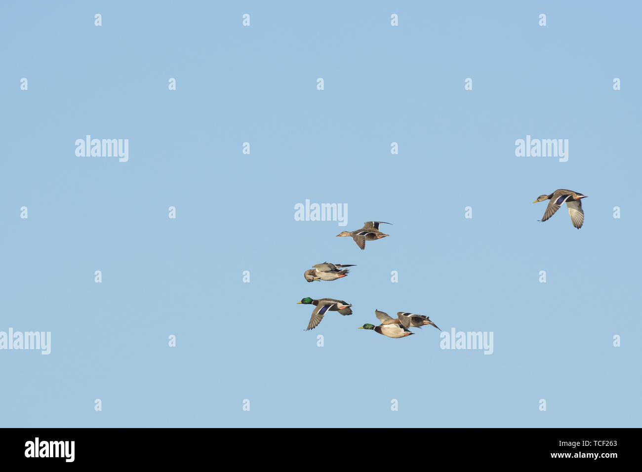 View of flock of wild birds flying together in blue sky Stock Photo - Alamy
