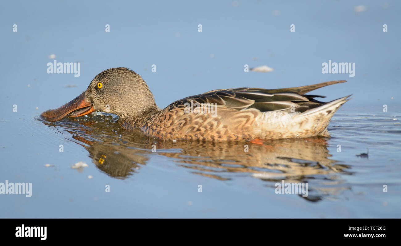 A female northern shoveler duck swims in the water while dabbling and ...