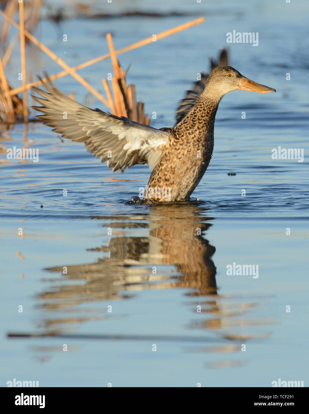 Female northern shoveler in flight hi-res stock photography and images - Alamy