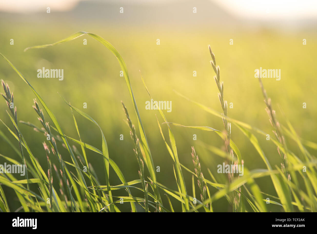 View of lush fresh growing grass green spikes in tender sunshine ...