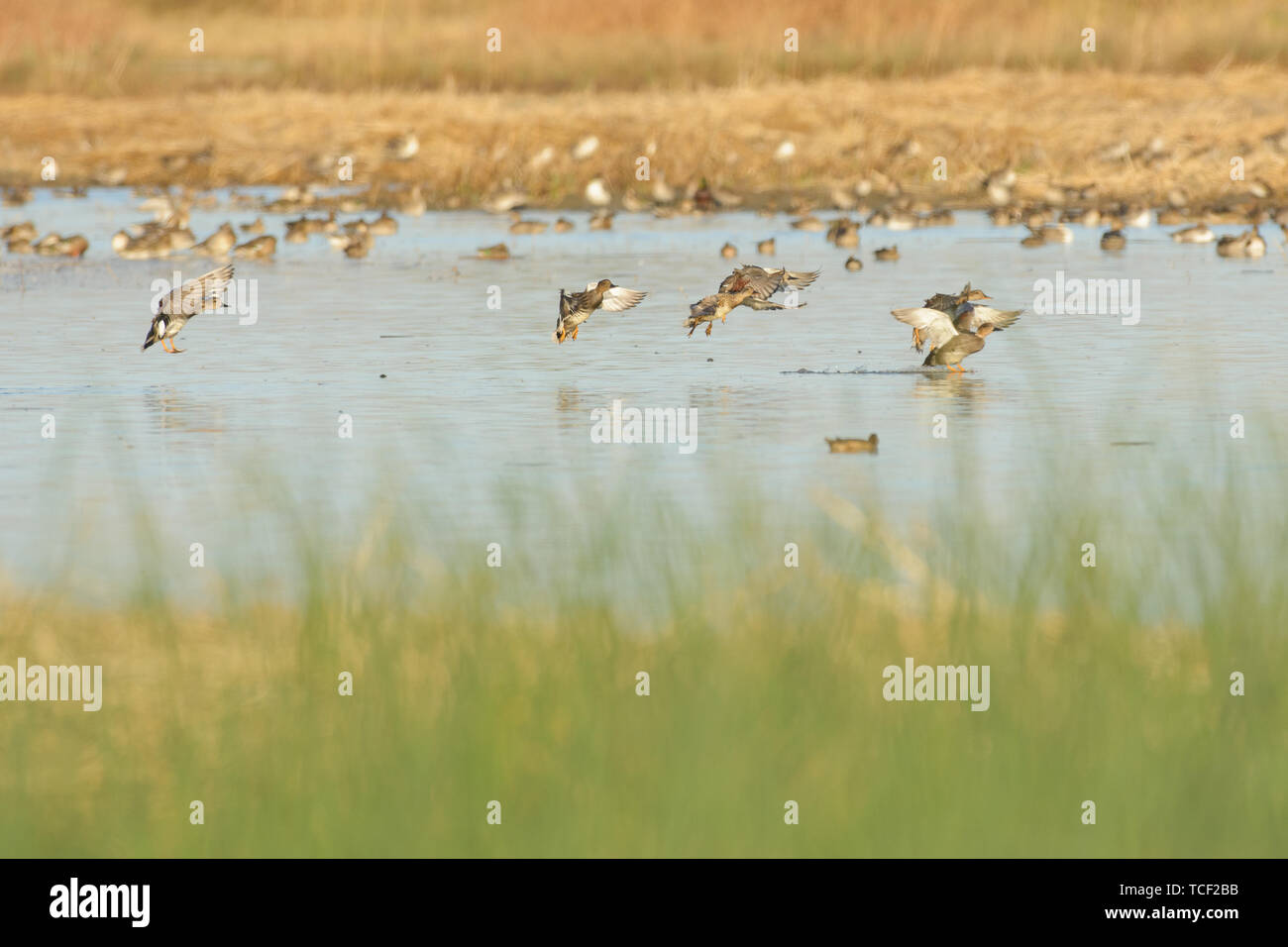 View of wild ducks in big flock dwelling in wetland pond and dabbling ...
