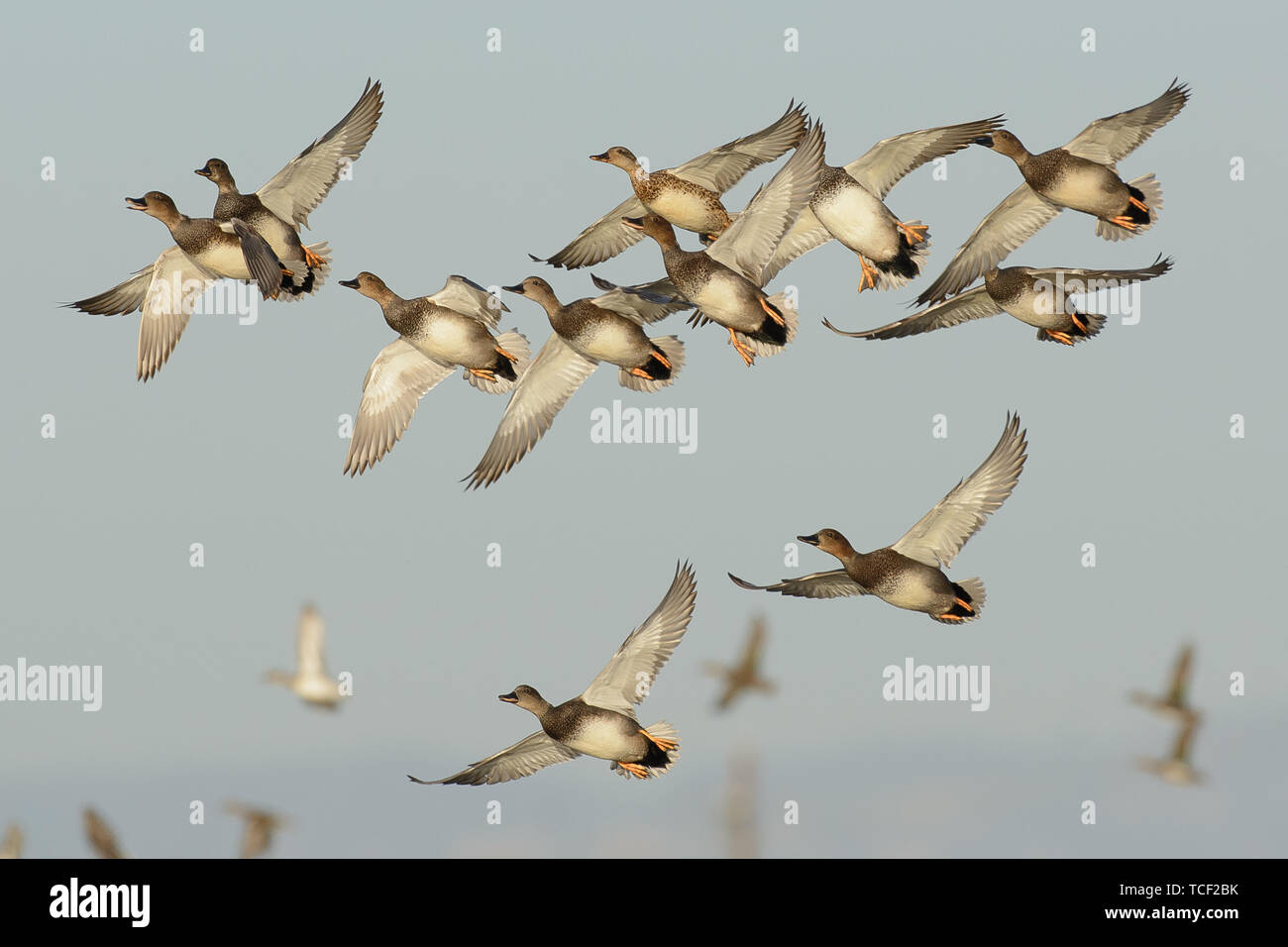 Flock of gadwall ducks flying through te air Stock Photo - Alamy
