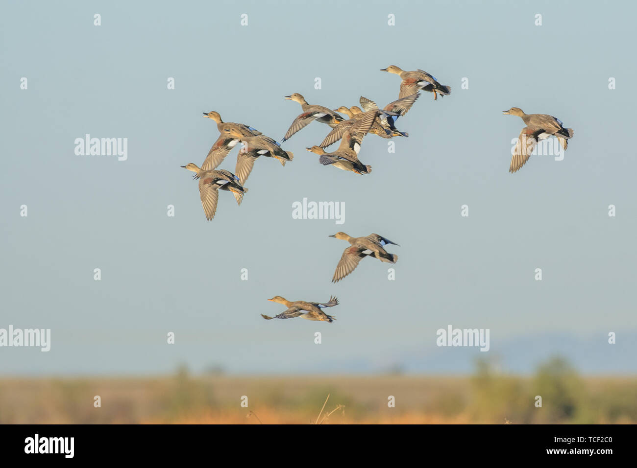 View of flock of ducks in wildlife flying together in sunlight on blue ...