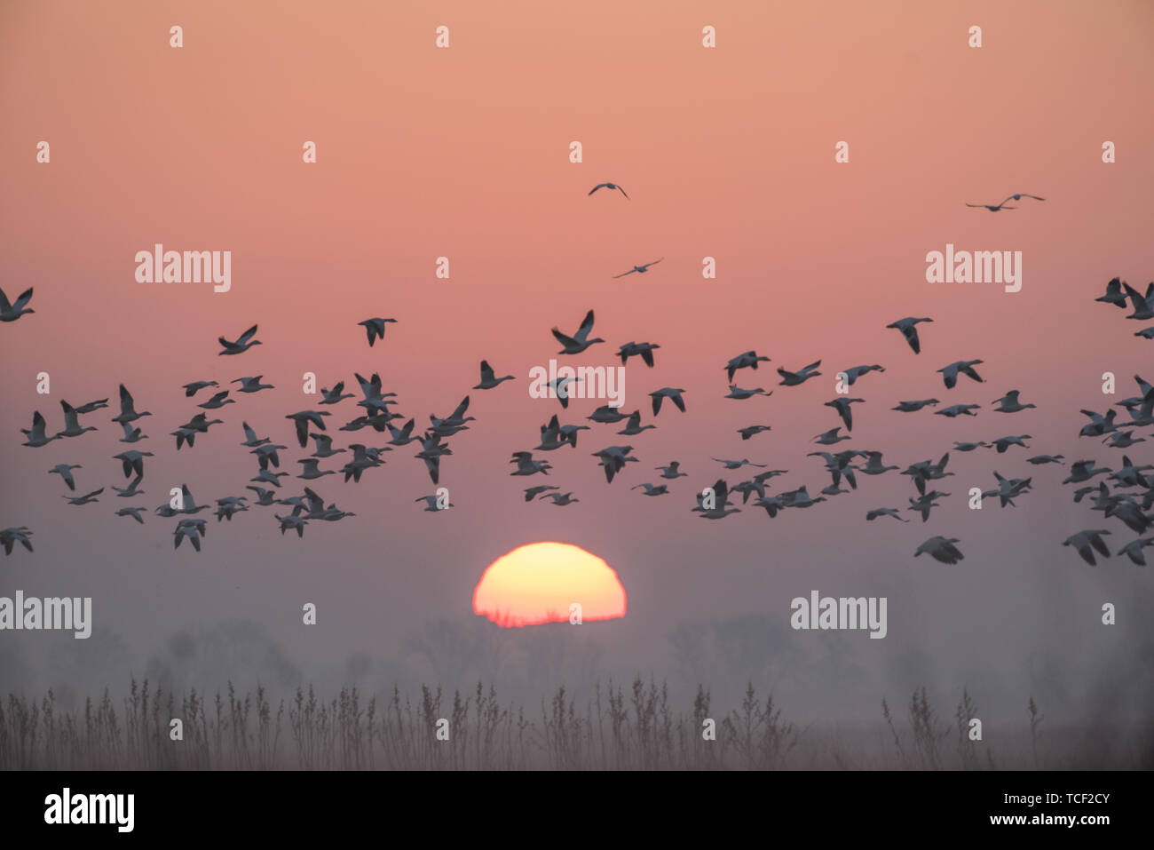 Colorful dark sunset sky with flock of wild birds in flight Stock Photo ...