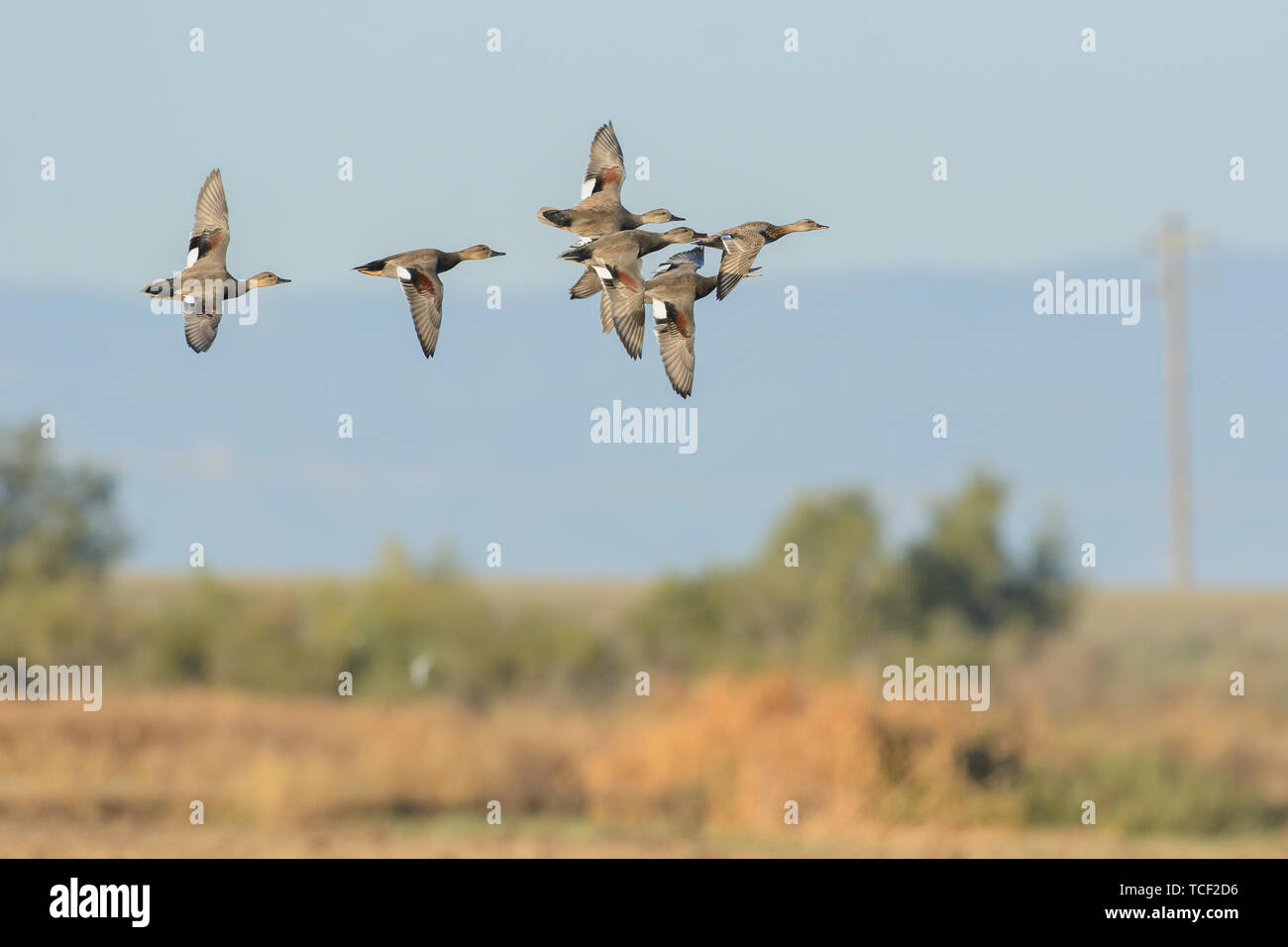 Small flock of wild ducks flying together in air above wetland Stock ...
