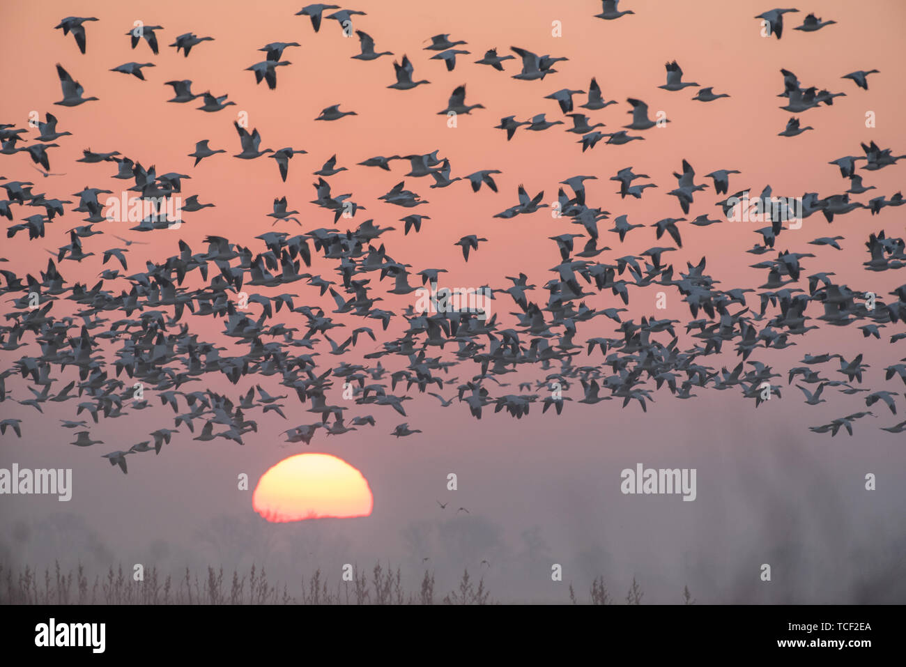 View of crowded flock of wild birds flying in sunset time against ...