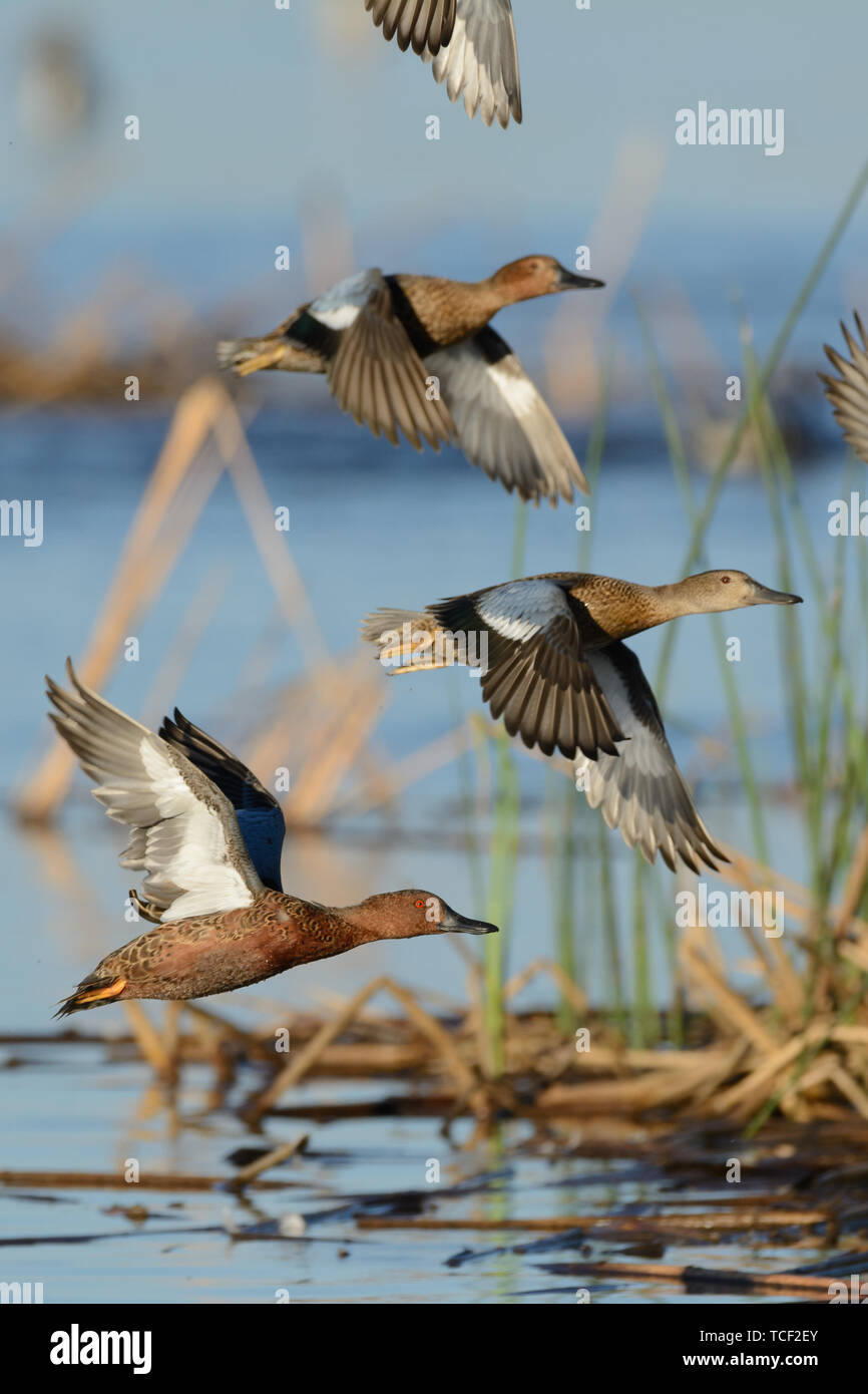 small group of cinnamon teal taking flight over the water Stock Photo ...