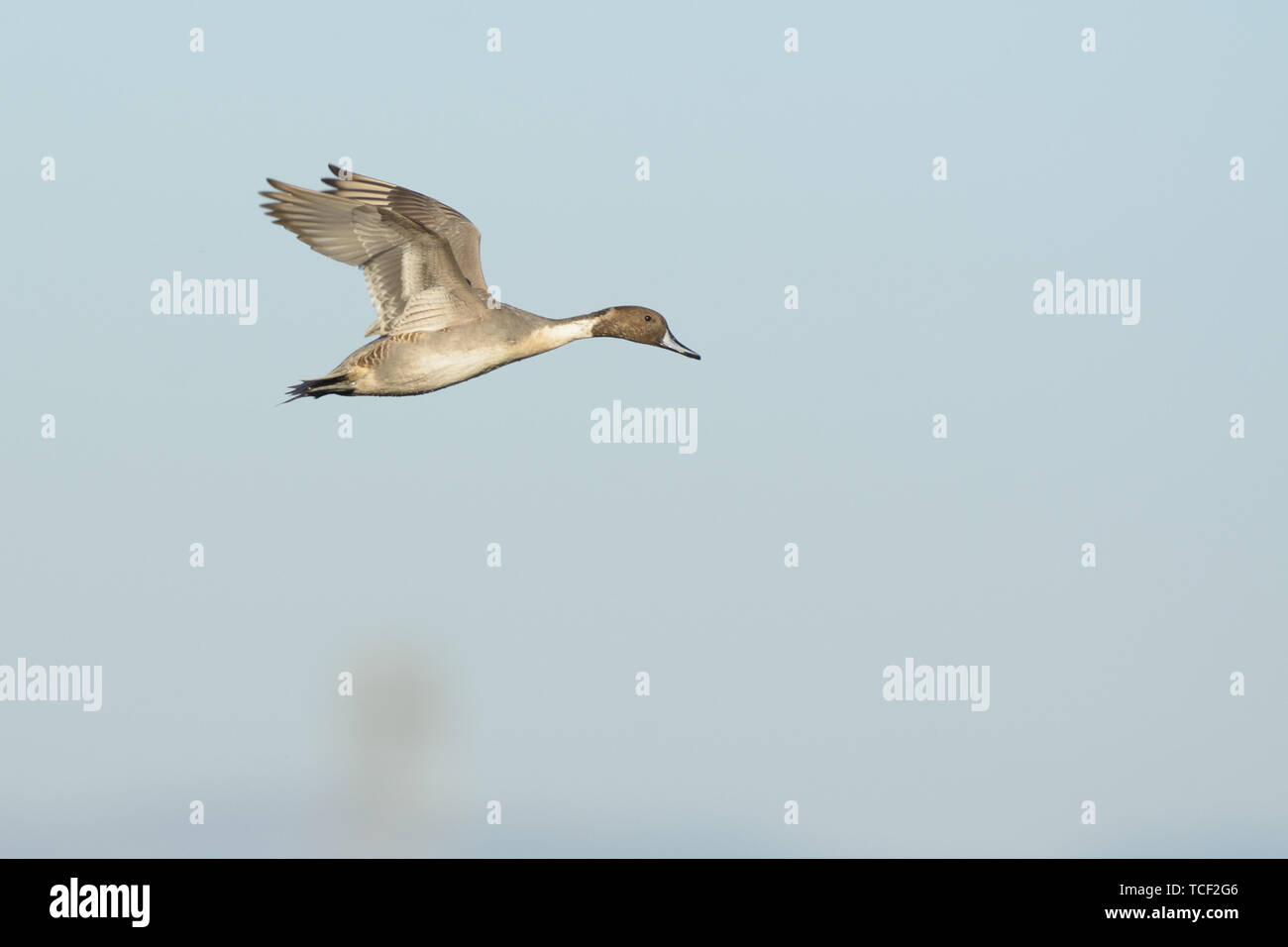 Side view of single flying pintail specie duck in blue sky Stock Photo ...