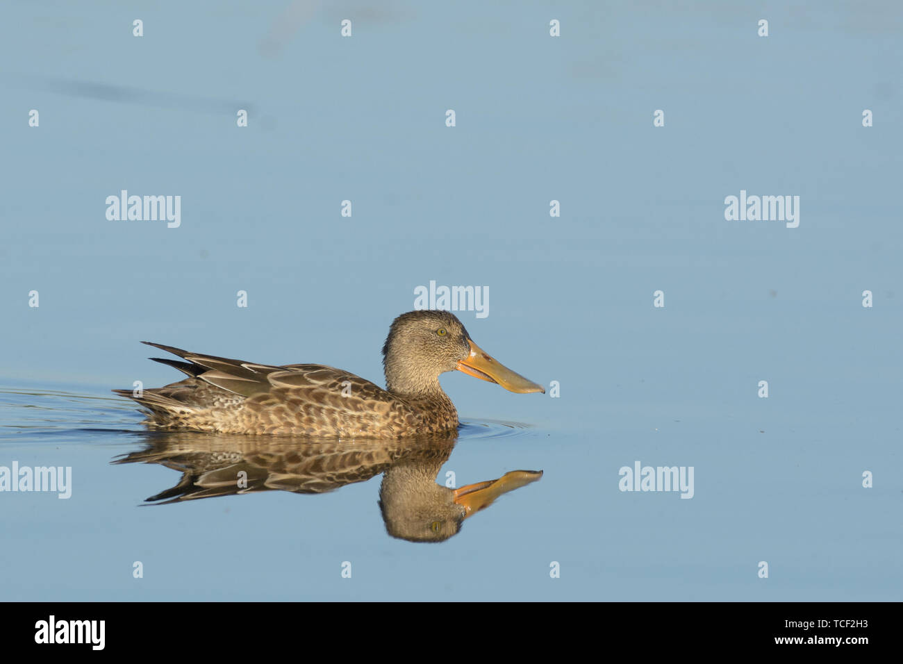 Side view of brown duck with big beak swimming alone in blue lake water ...