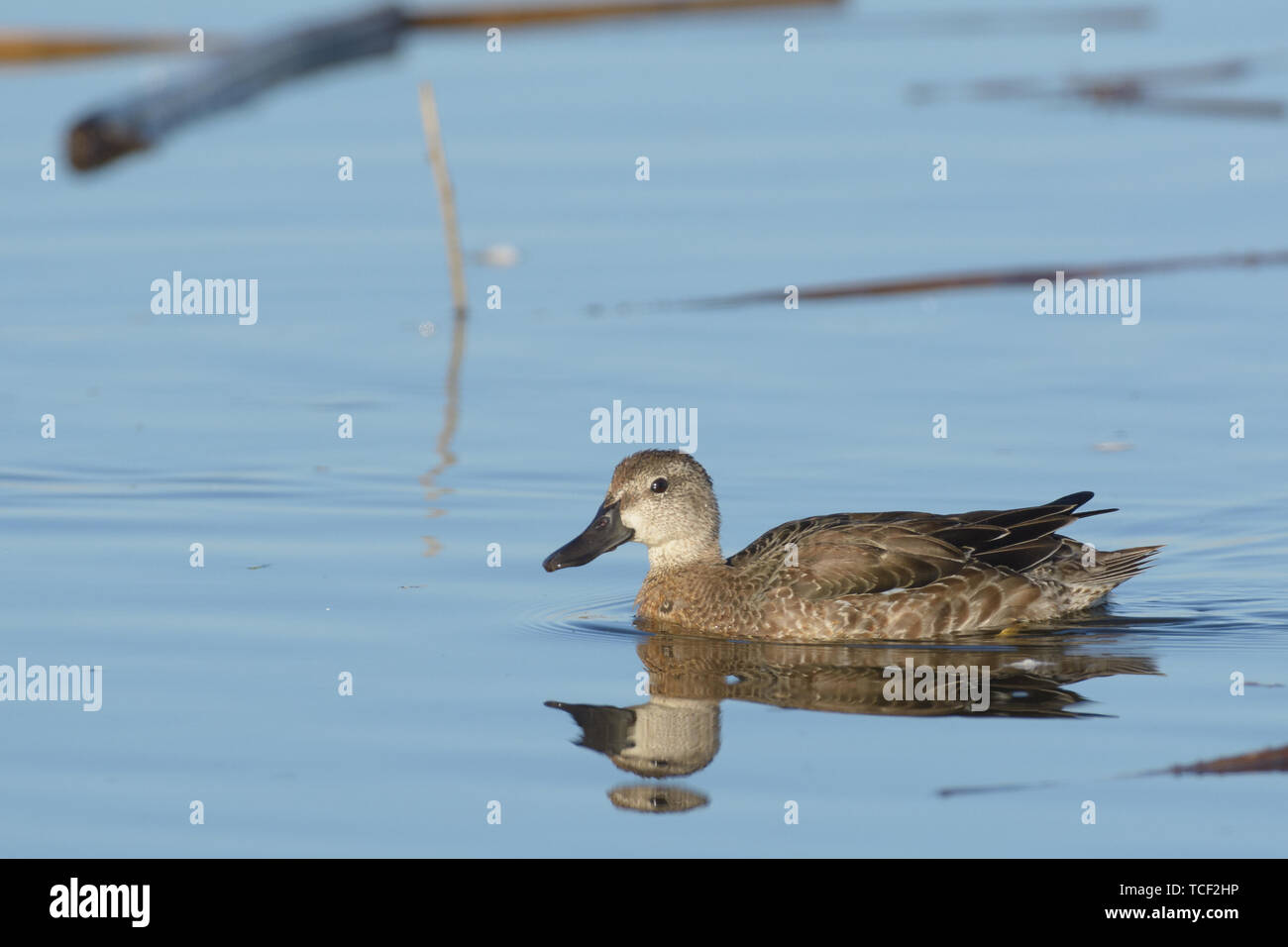 Side view of graceful single duck with brown feathers swimming in blue ...