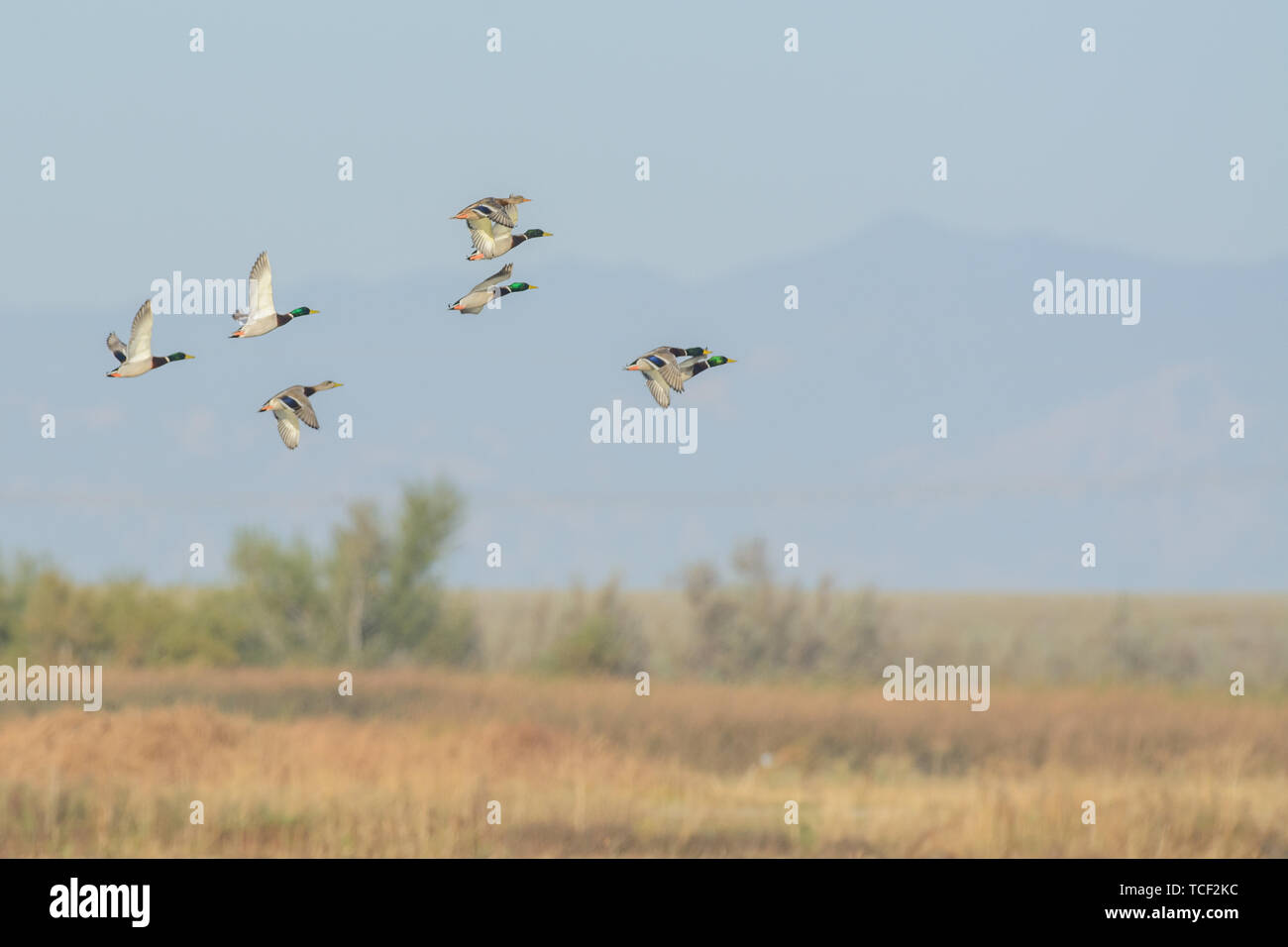 Side view of mallards flying in small flock above lake of wetland Stock ...