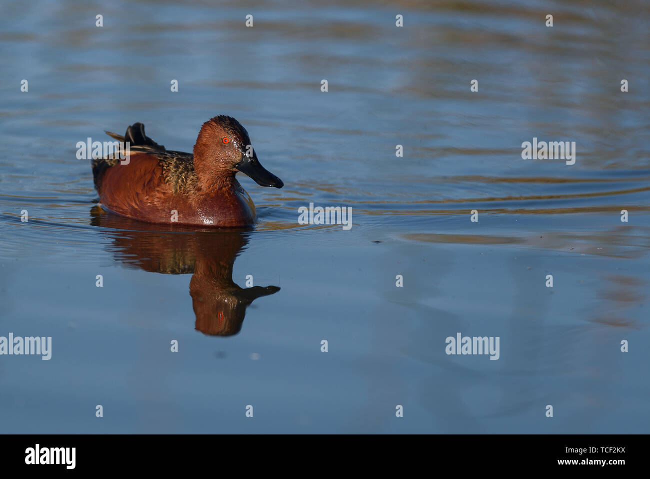 cinnamon teal duck swimming Stock Photo - Alamy