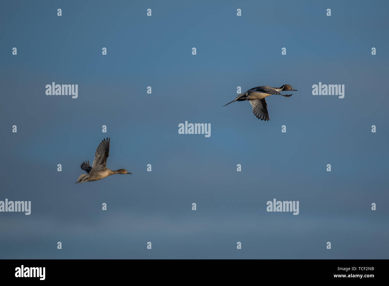 Side view of pair pf pintail ducks flying together against blue sky ...