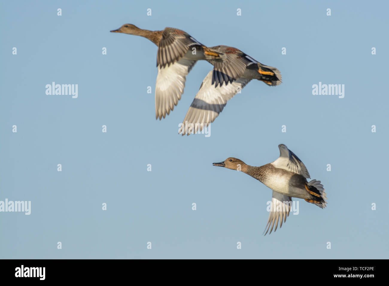 Wild waterfowl ducks flying in blue sky in small flock Stock Photo - Alamy