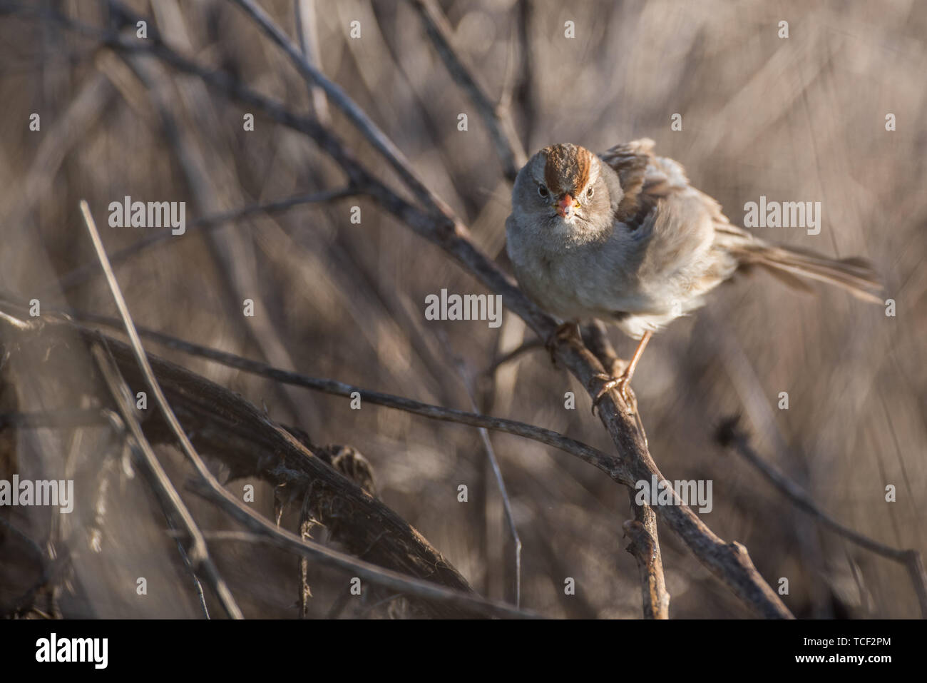 Closeup of feathered fluffy gray bird sitting alone on bare tree branch ...
