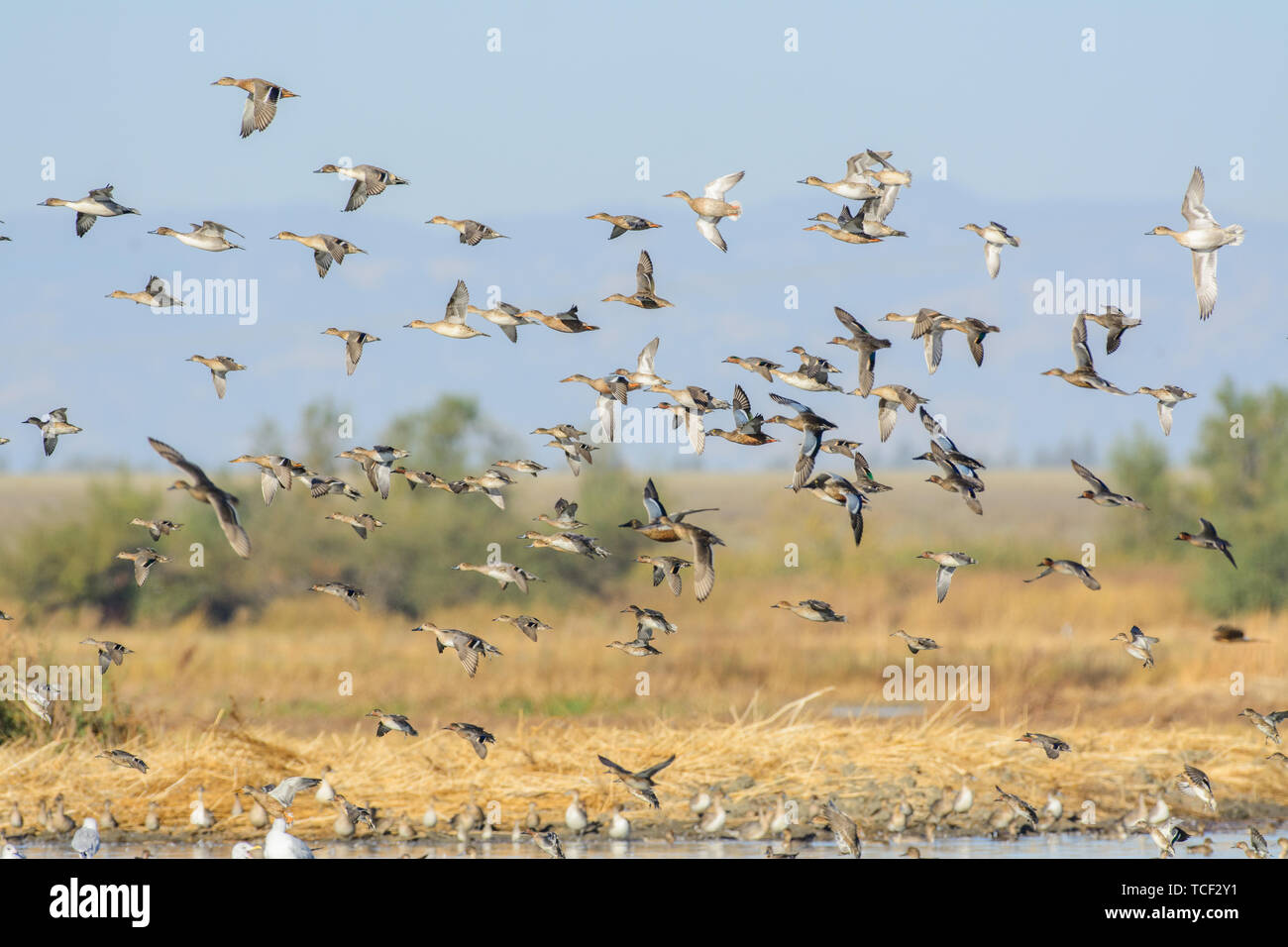 Landscape of wetland with wild ducks flying in crowd above water of ...