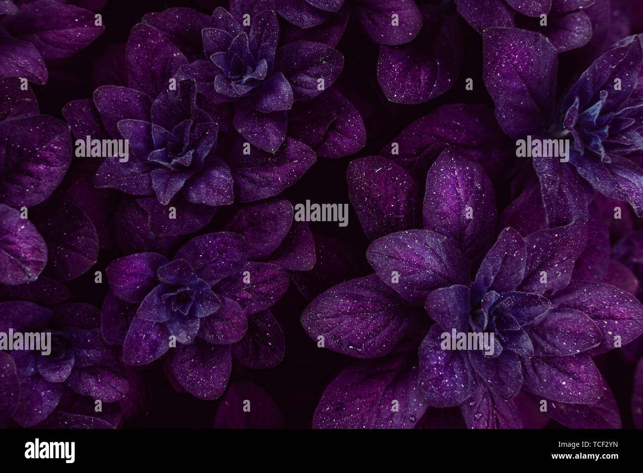 Proton purple color hi-res stock photography and images - Alamy