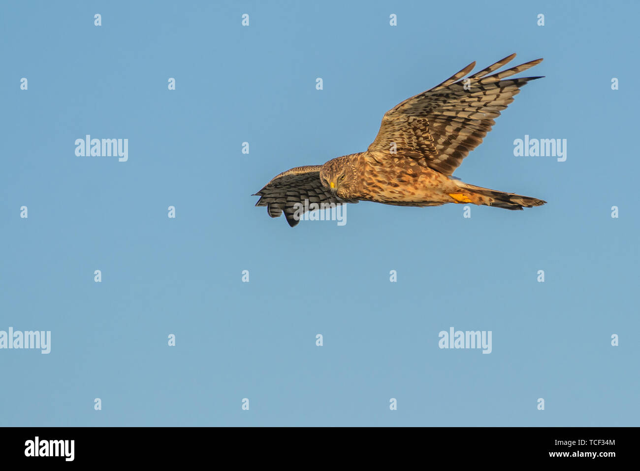 View of beautiful wild hen harrier flying high in blue sky and hunting ...
