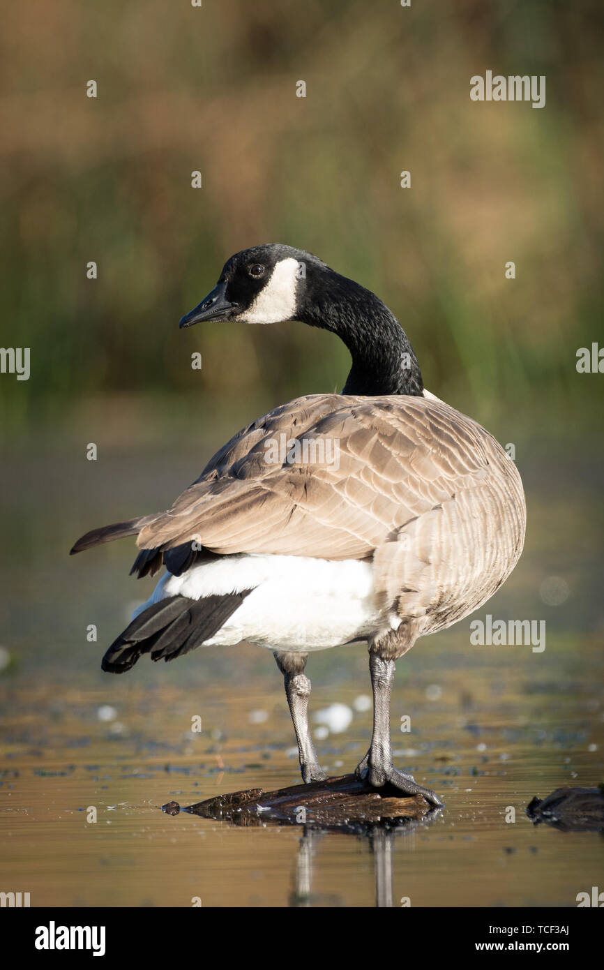 A canadian goose standing on a log out of the water looking over ...