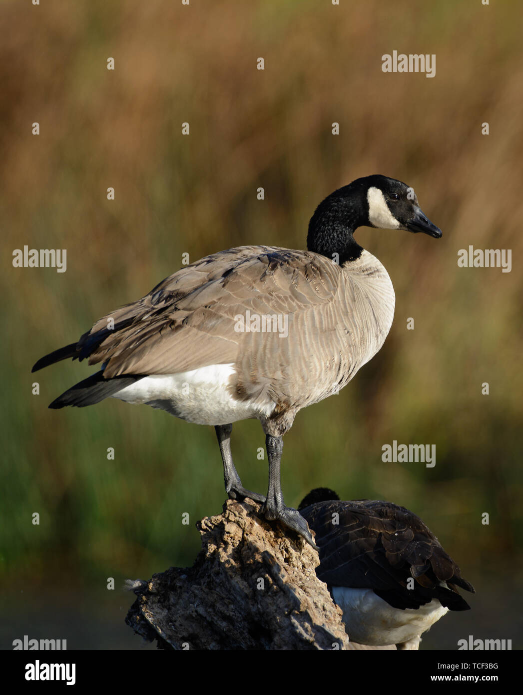 Geese standing still hi-res stock photography and images - Alamy