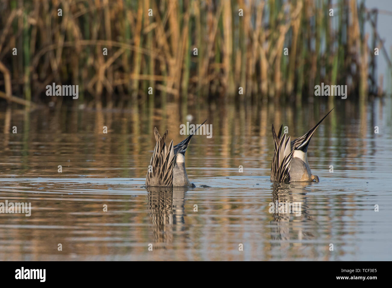 View of tails of pintail ducks diving and feeding from bottom of marsh ...