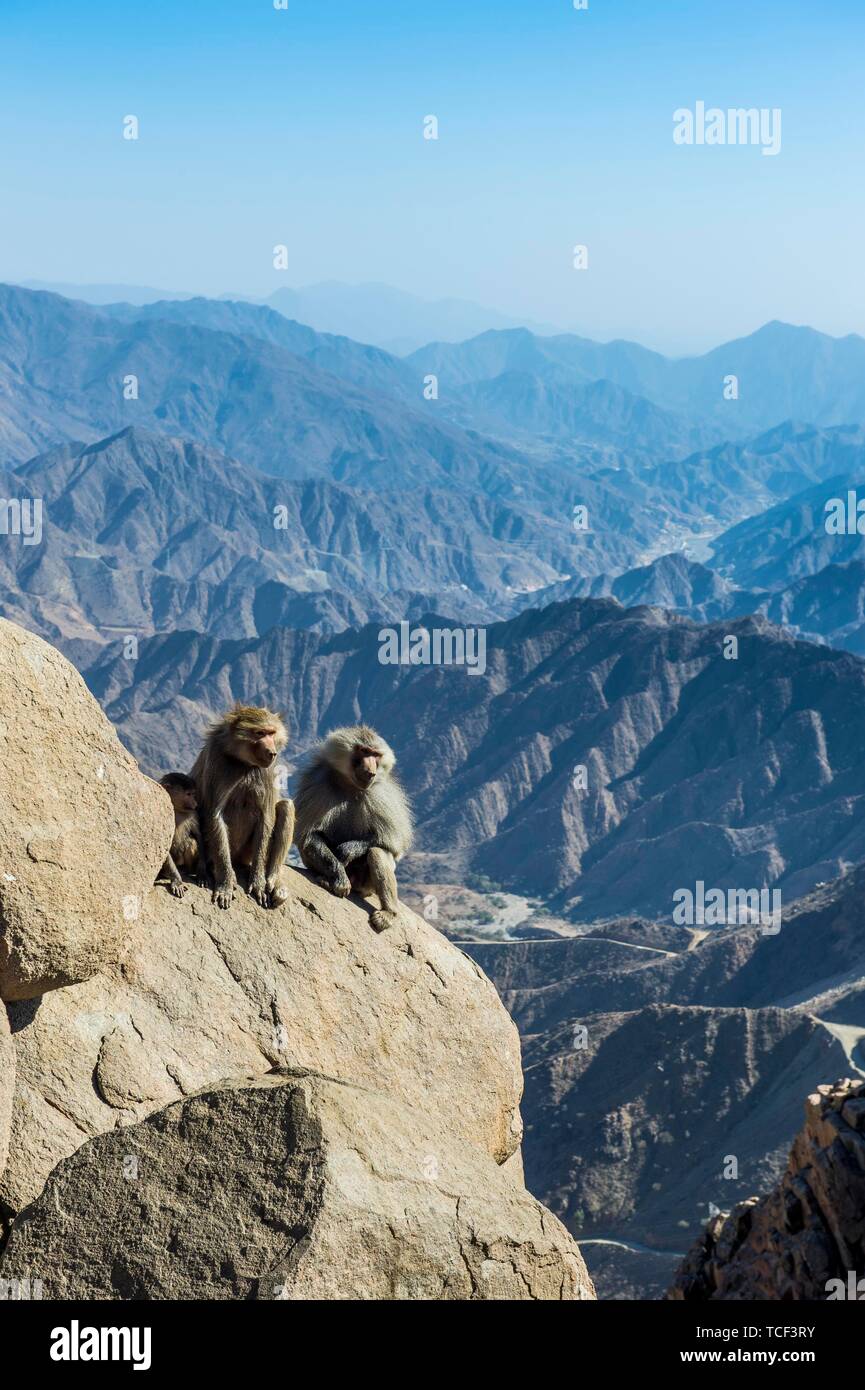 Baboons (Papio) on mountain cliff, Abha, Saudi Arabia Stock Photo - Alamy