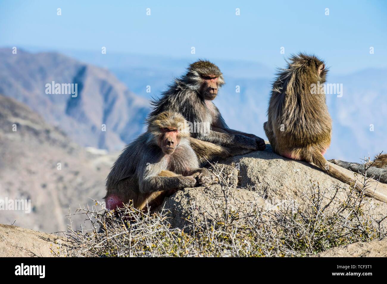 Baboons on mountain cliff hi-res stock photography and images - Alamy