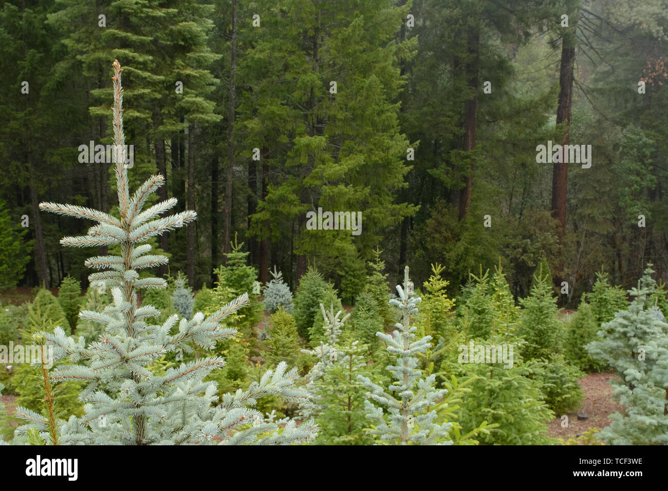 Young spruce forest hi-res stock photography and images - Alamy