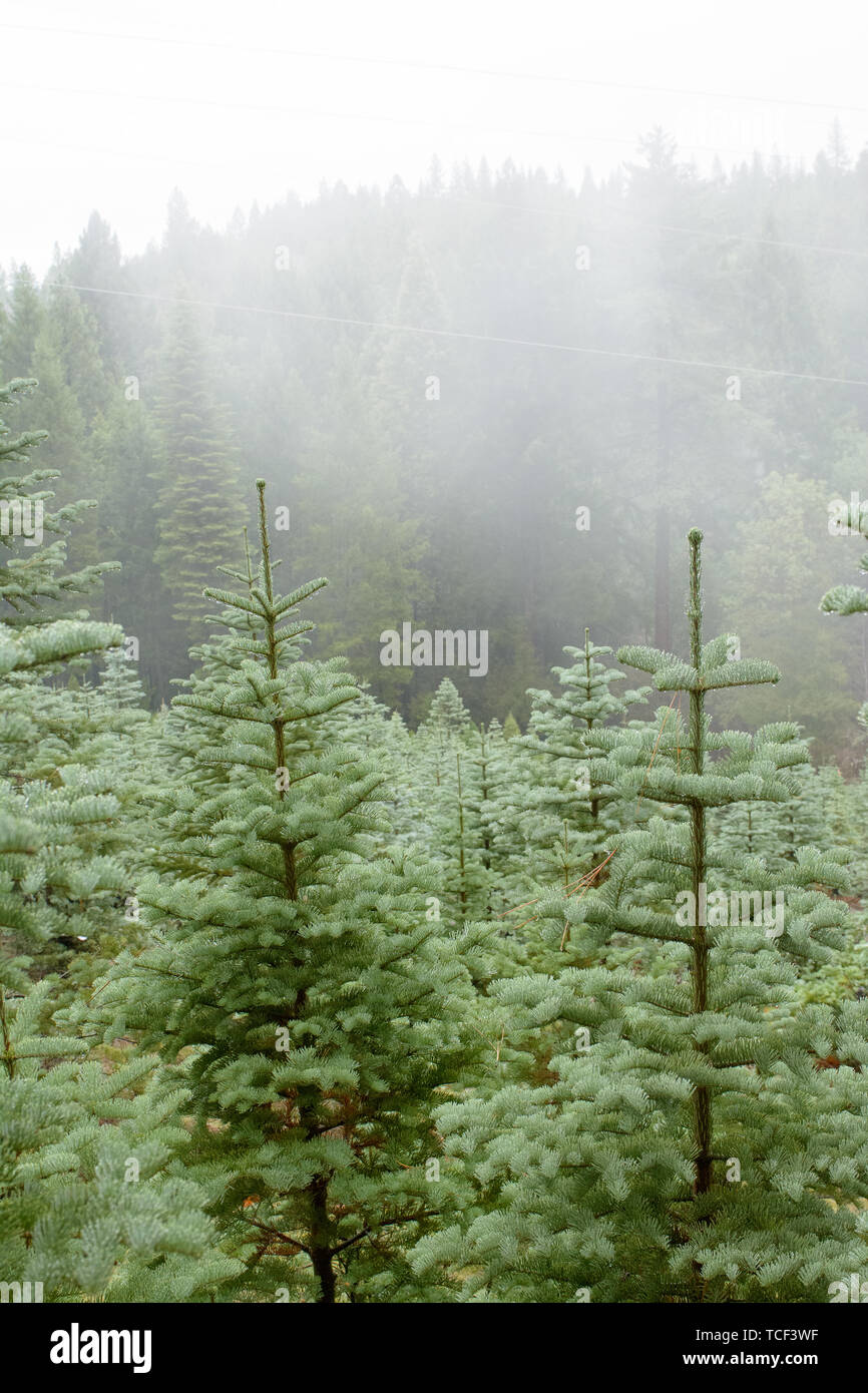 Growing in coniferous forest hi-res stock photography and images - Alamy