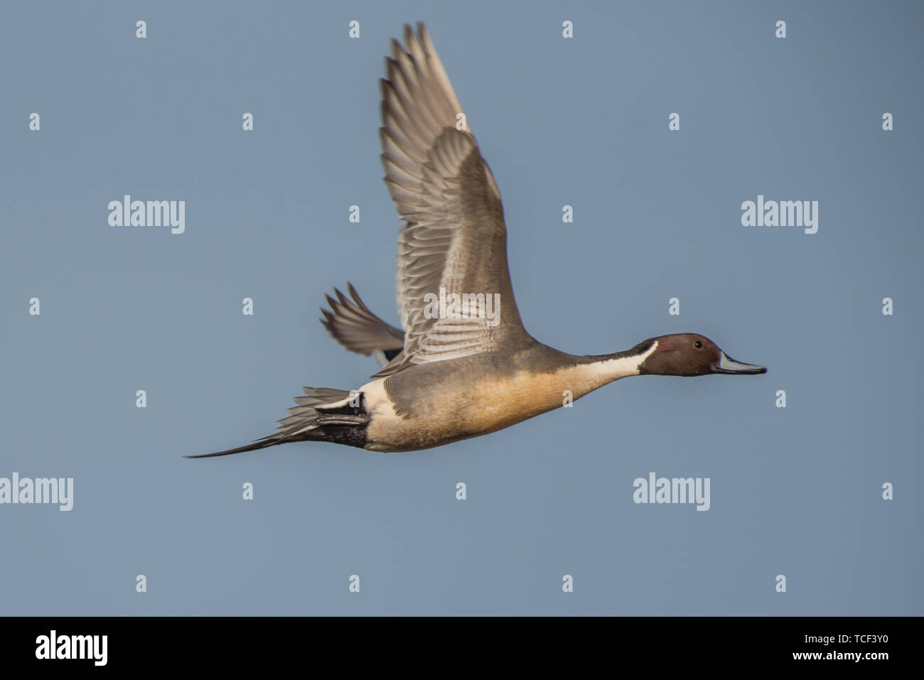 Side view of graceful single pintail duck with wide wings flying in ...