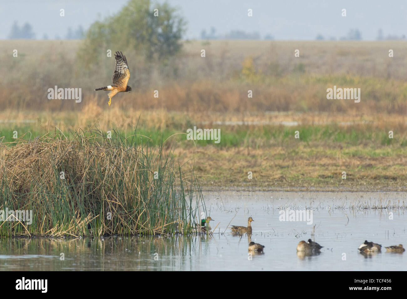 View of wild carnivore hawk flying above lake with floating ducks in ...
