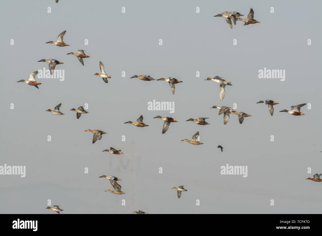 View of wild different ducks flying together in sky Stock Photo - Alamy