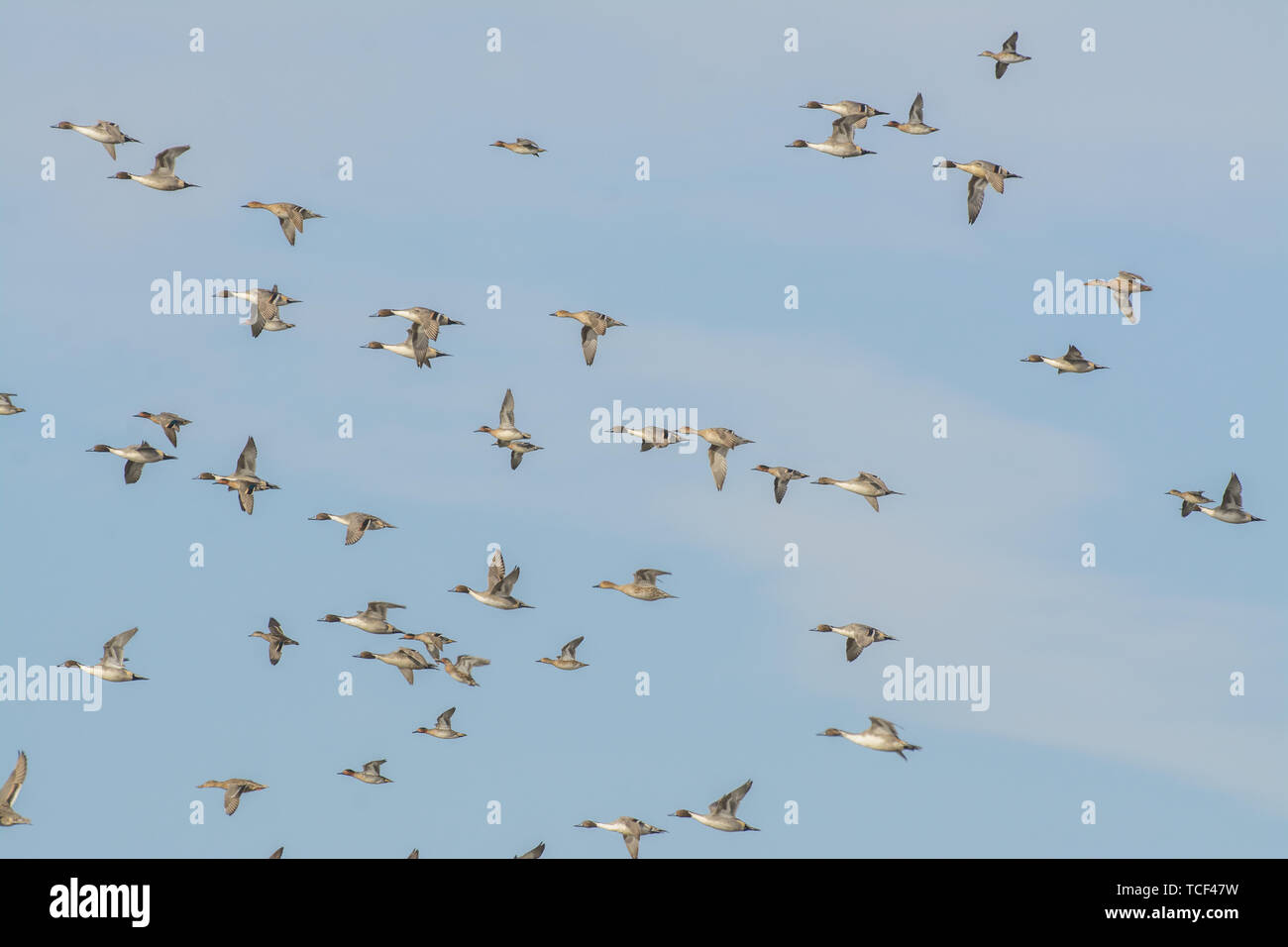 View of blue sky with crowd of wild flocks of ducks in flight Stock ...