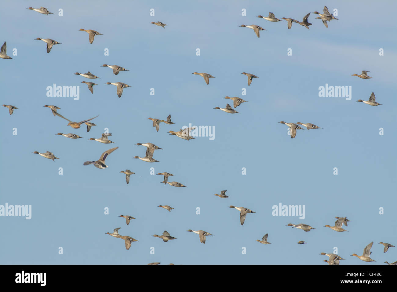 Blue sky with plenty of wild ducks in flock flying and migrating Stock ...