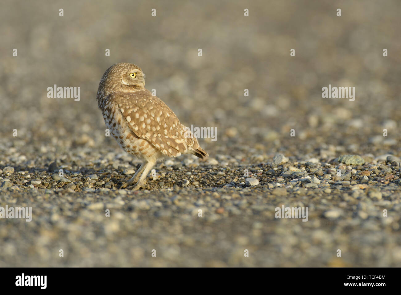 A burrowing owl outside of it burrow on a gravel road Stock Photo - Alamy