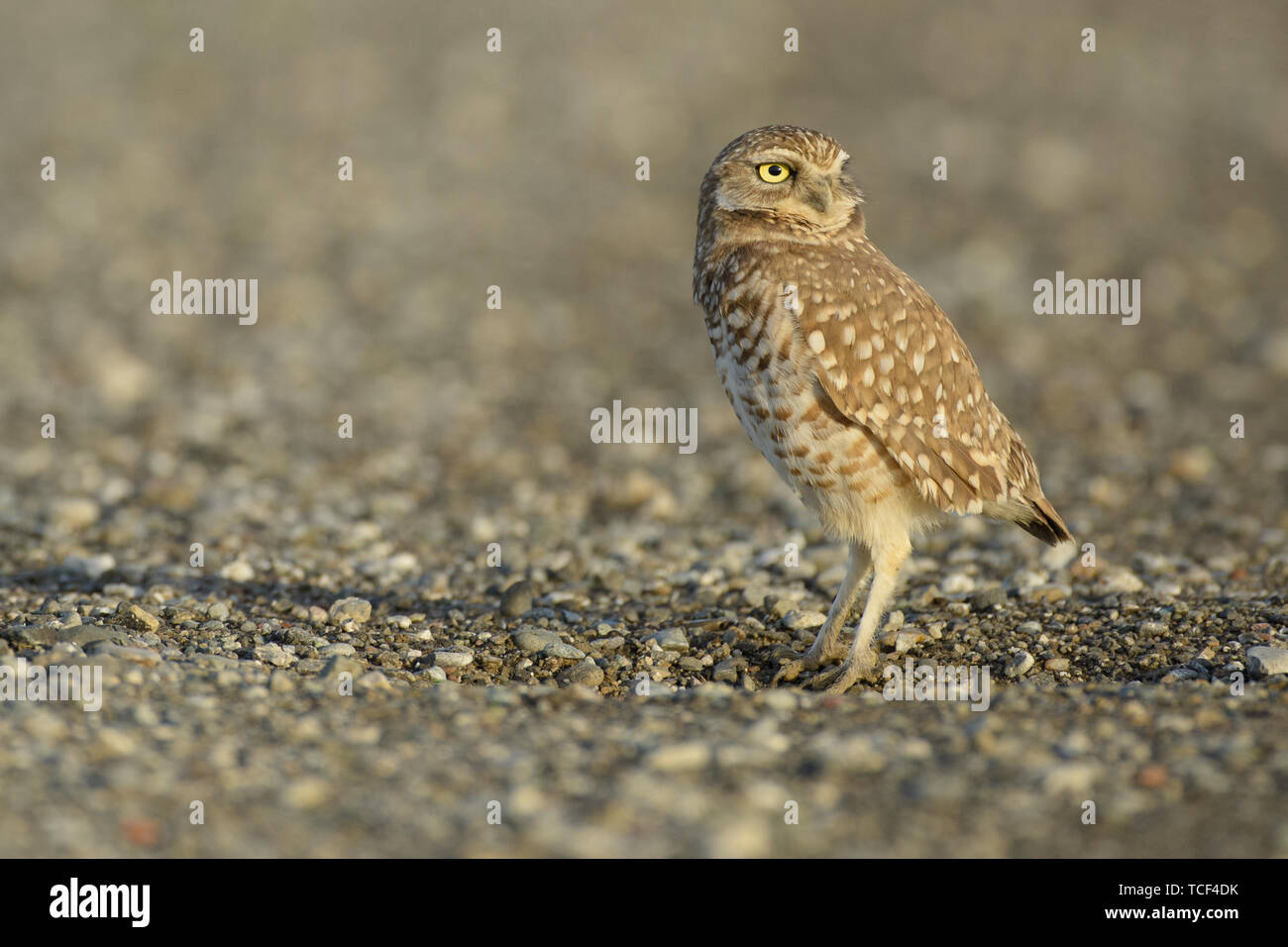 A burrowing owl outside of it burrow on a gravel road Stock Photo - Alamy