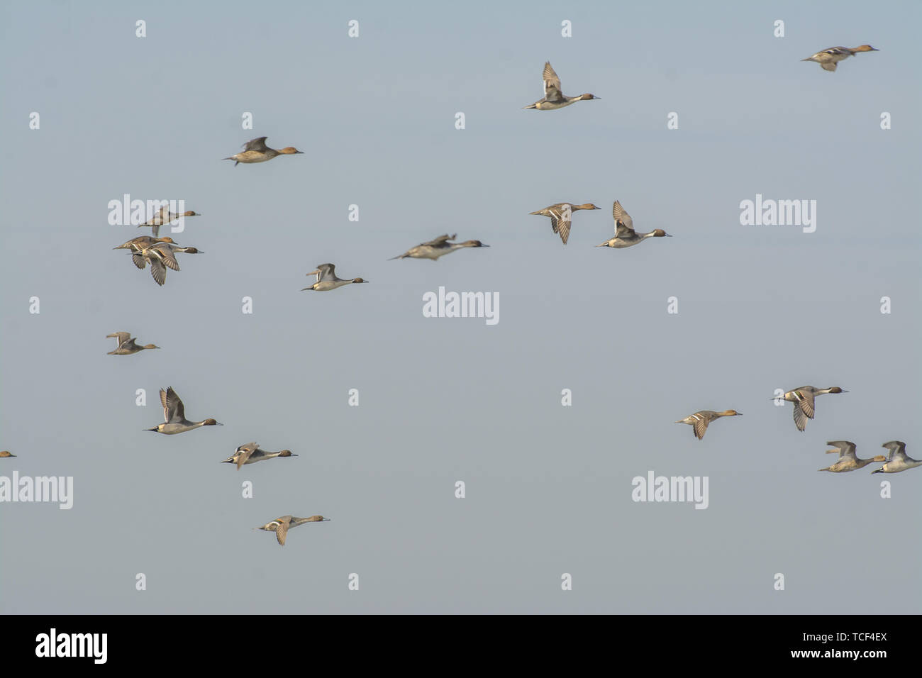 Side view of flock of wild ducks flying in blue sky in sunlight Stock ...