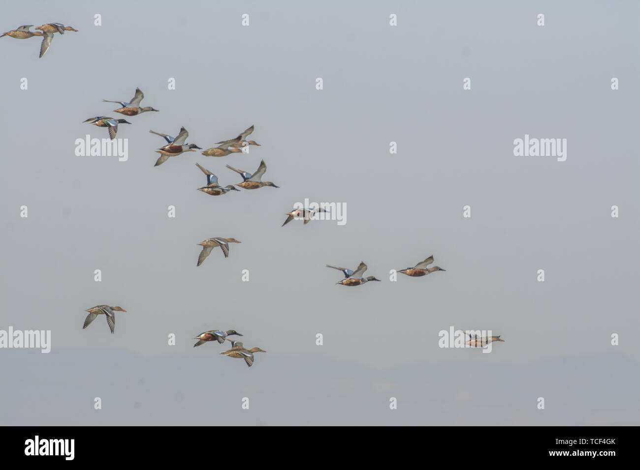 Small group of ducks flying hi-res stock photography and images - Alamy
