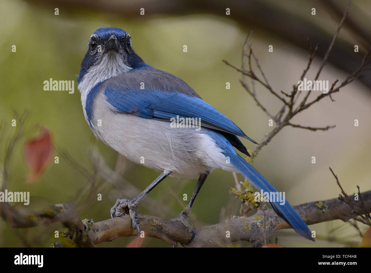 Looking back over shoulder hi-res stock photography and images - Alamy