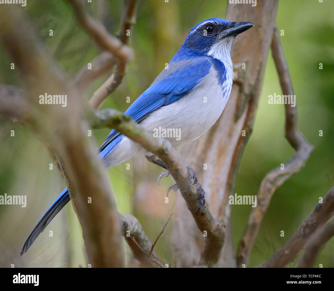 Scrub Jay High Resolution Stock Photography and Images - Alamy