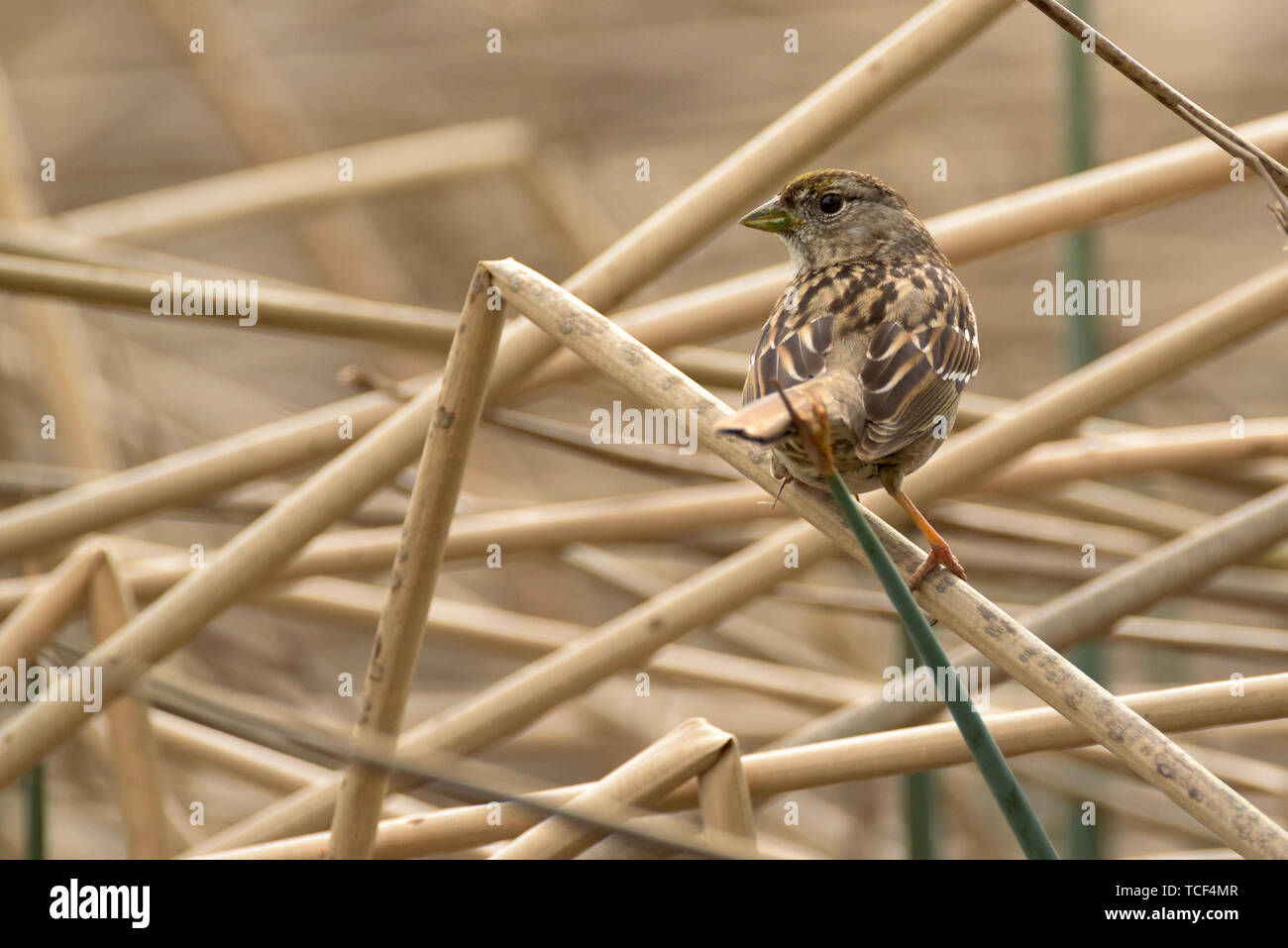 Broken reed hi-res stock photography and images - Alamy