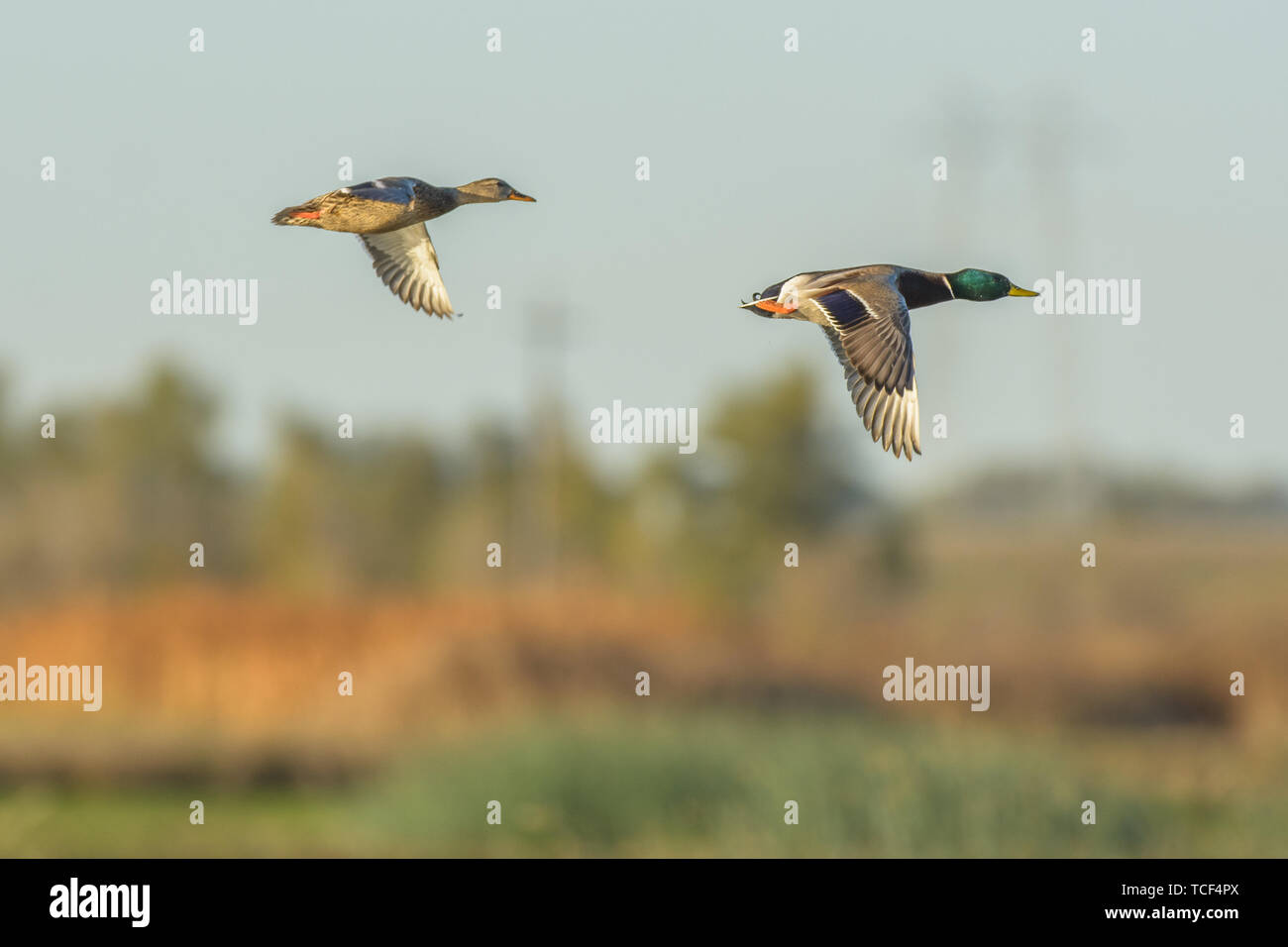 Side view of beautiful colorful wild drake and duck in moment of flight ...