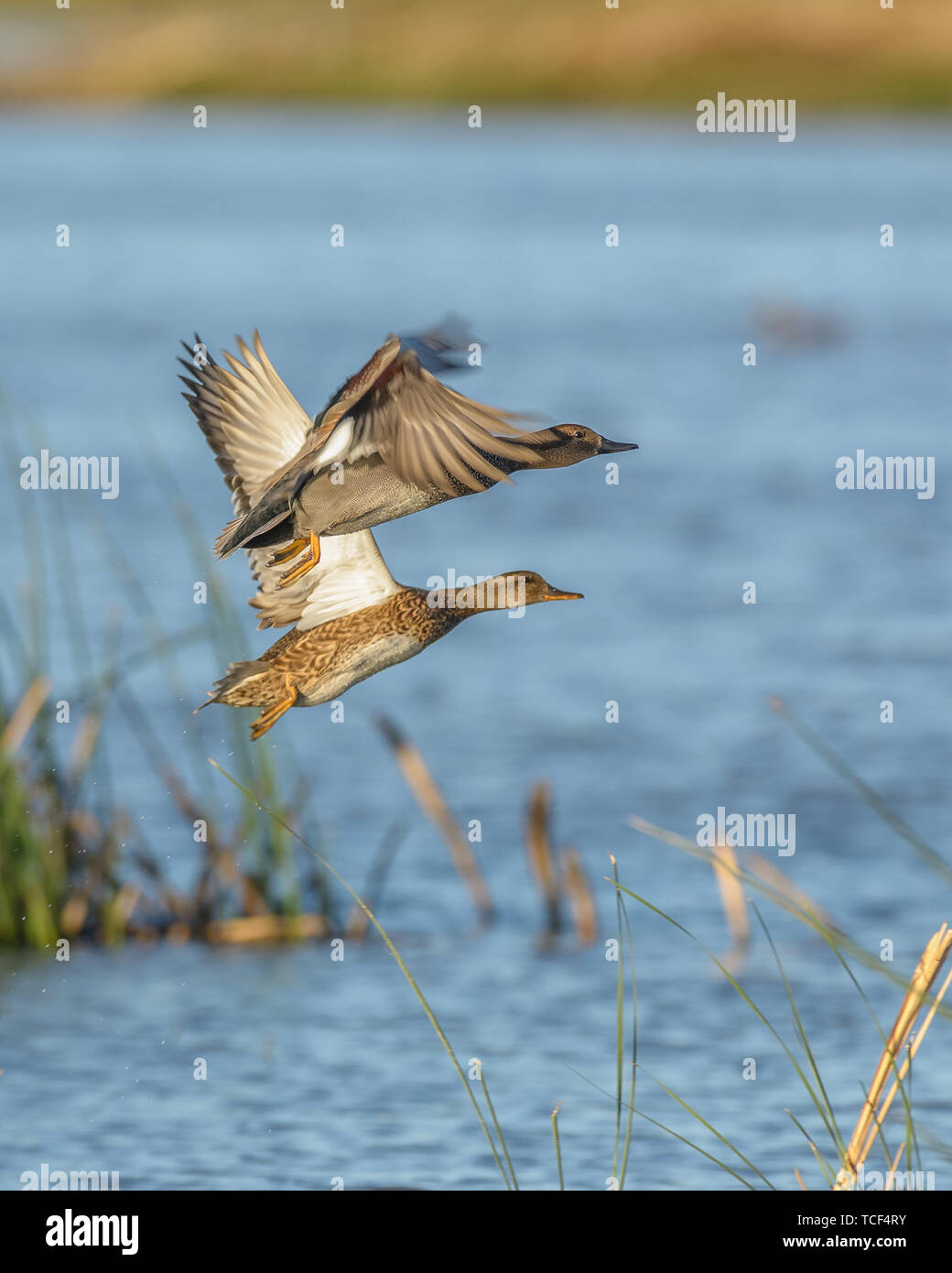 Drake and hen water birds hi-res stock photography and images - Alamy