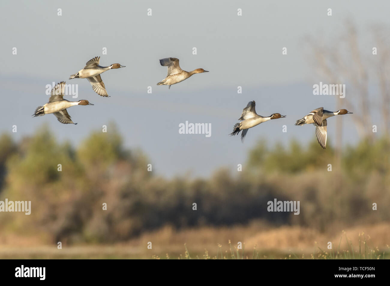 Ducks flying together hi-res stock photography and images - Alamy