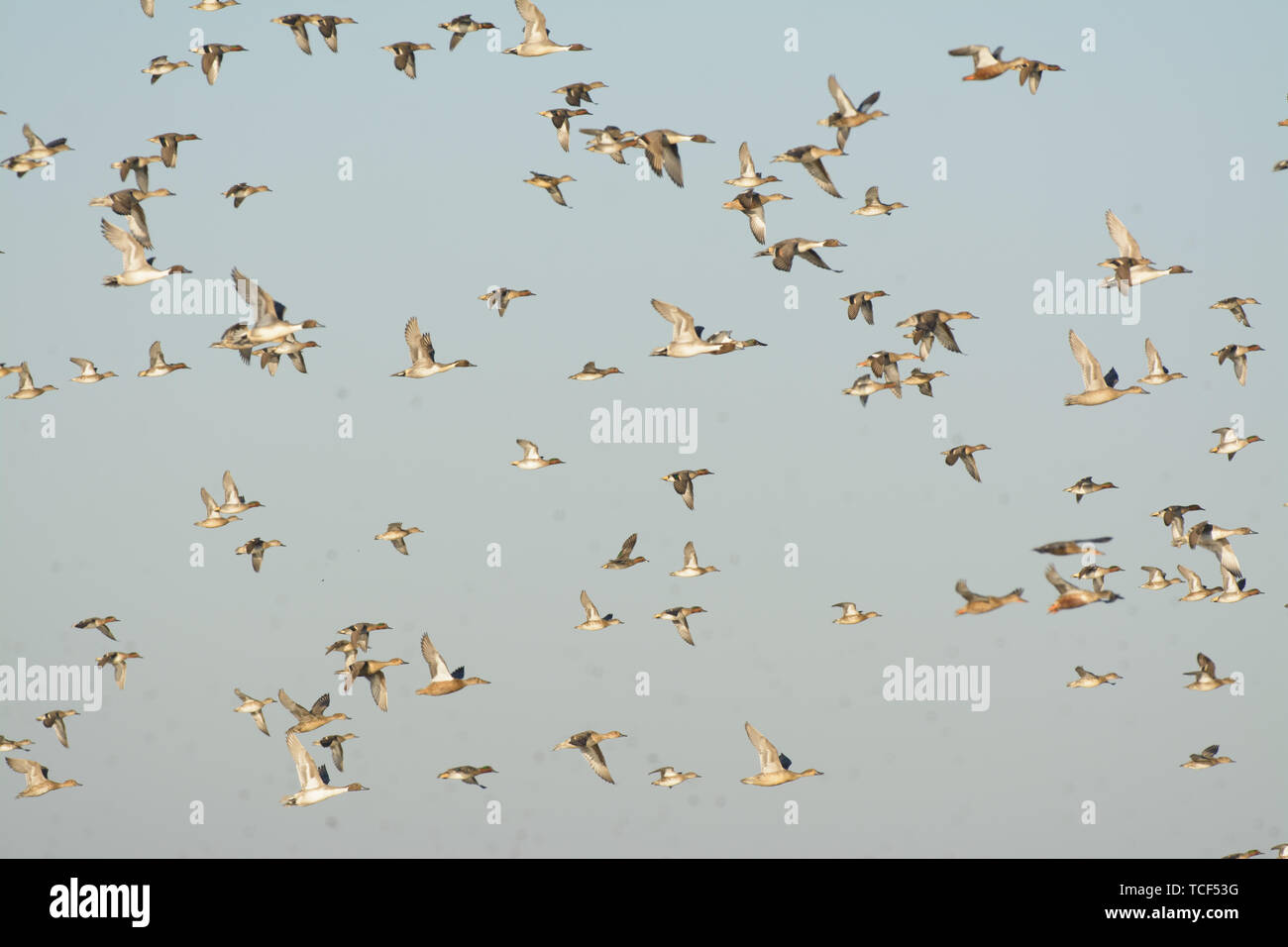 Ducks flying in formation hi-res stock photography and images - Alamy