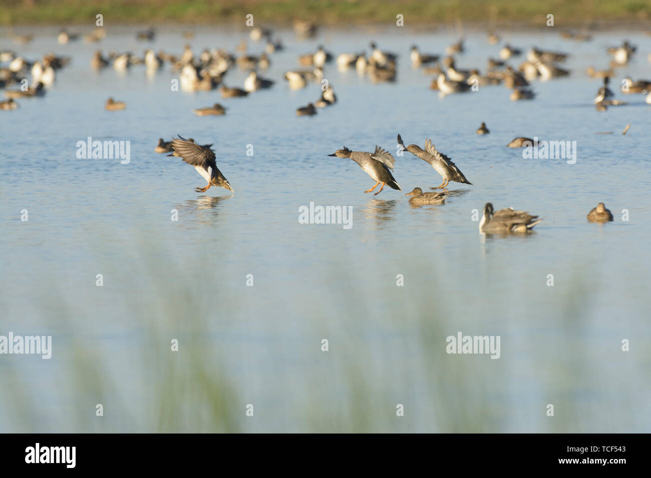 Wild ducks flying above lake water and in sunlight while dwelling in ...