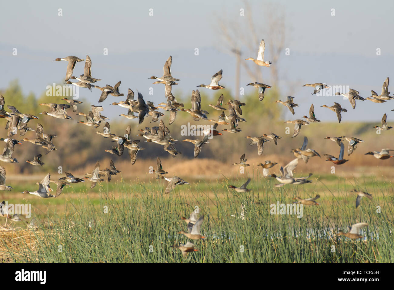 View of crowd of wild ducks flying above green grass of wetland in ...