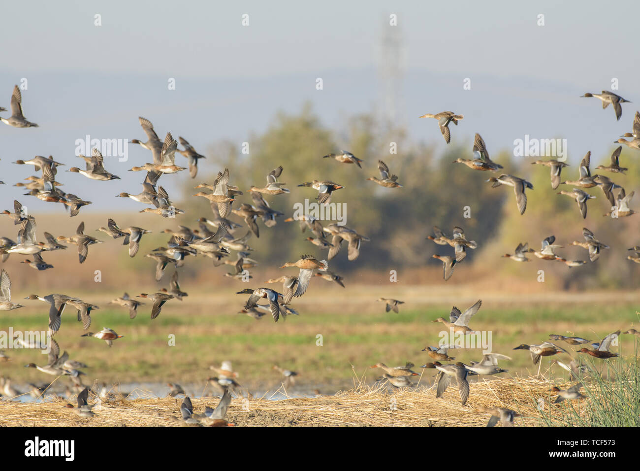 View of various wild ducks gathering in crowd and flying together above ...