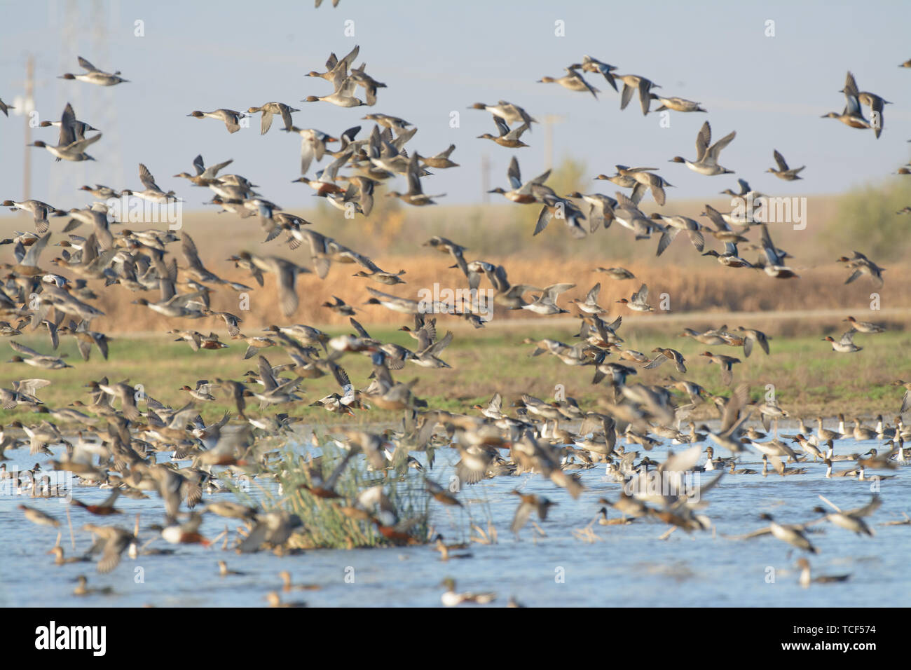 Large flock of ducks flying over water surface with reeds Stock Photo ...